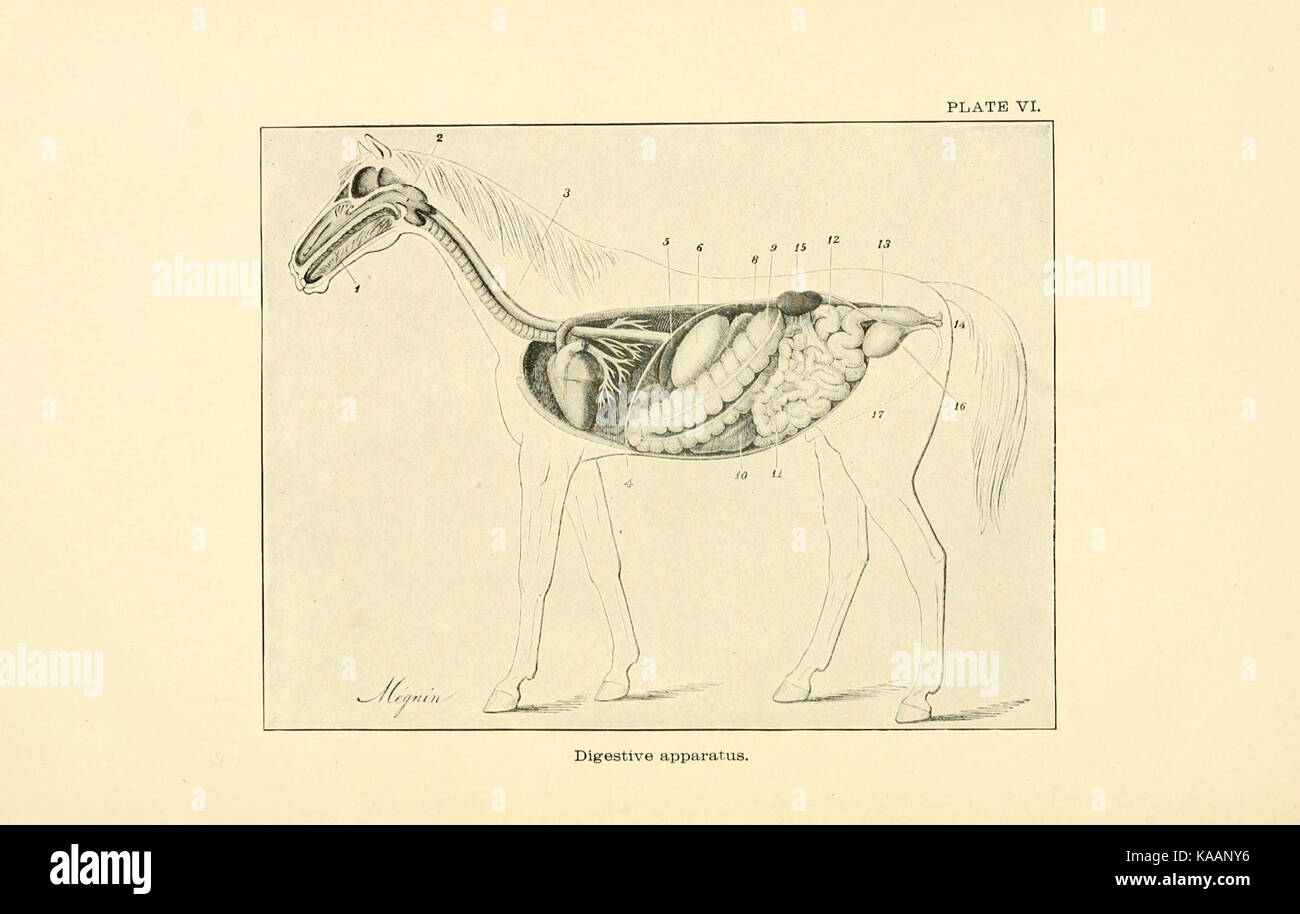 The army horse in accident and disease BHL19860784 Stock Photo - Alamy