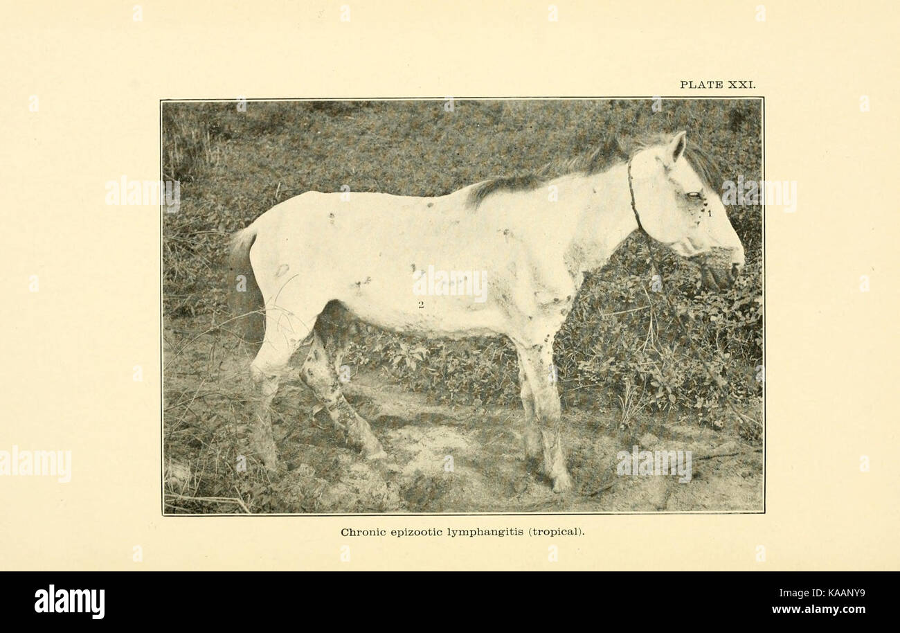 The army horse in accident and disease BHL19860884 Stock Photo - Alamy
