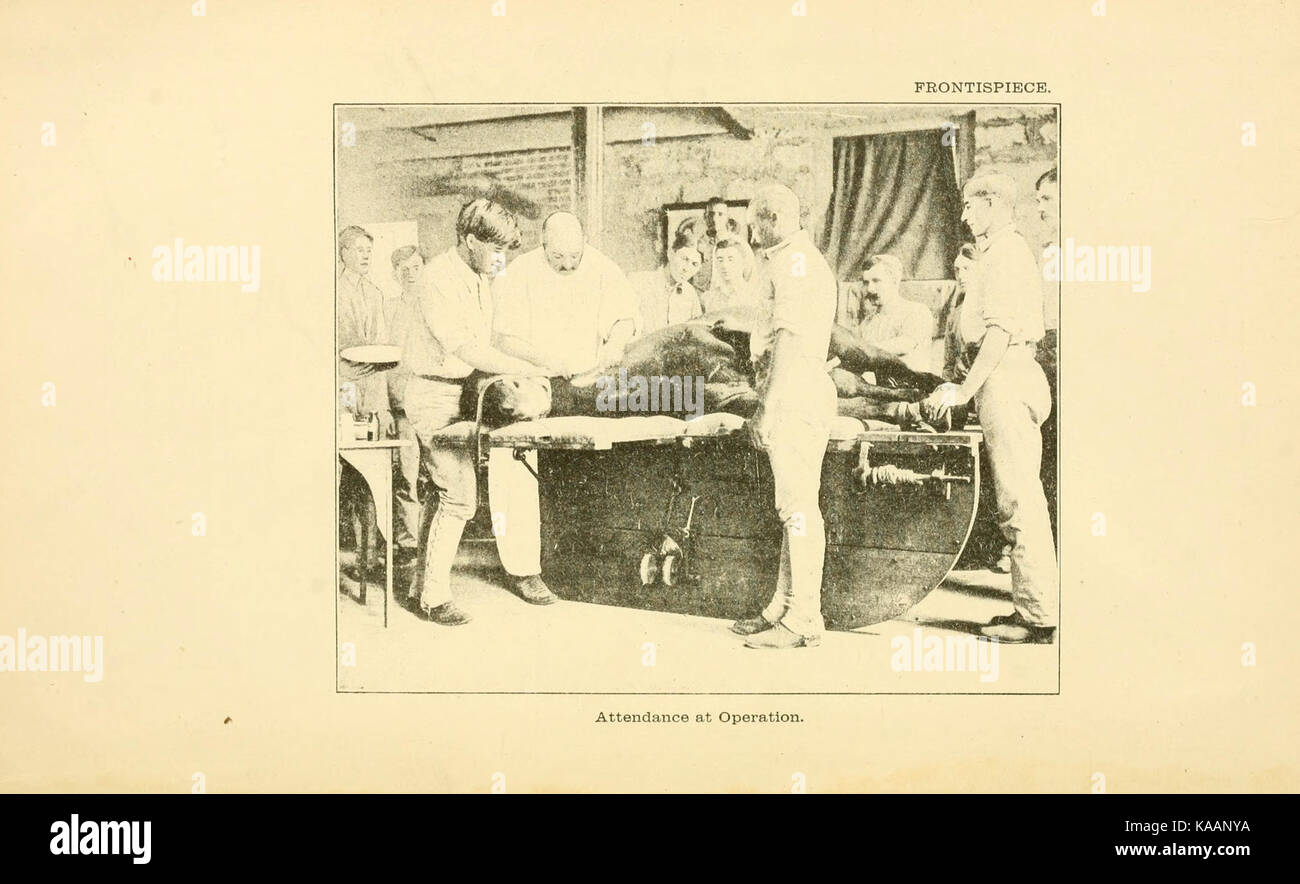 The army horse in accident and disease BHL19860611 Stock Photo - Alamy