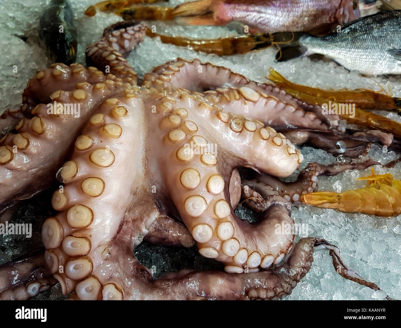 Octopus on ice hi-res stock photography and images - Alamy