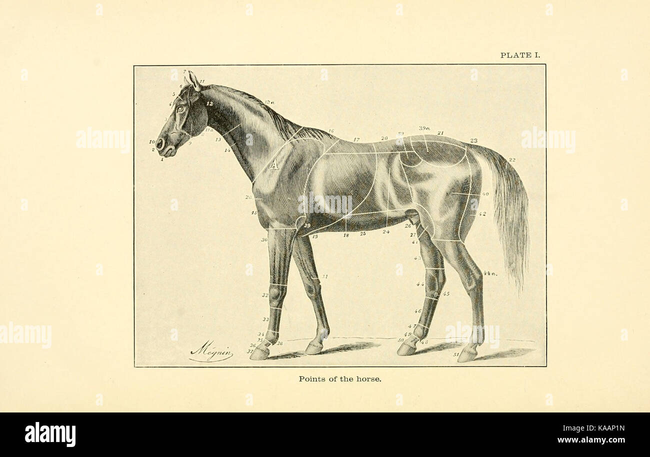 The army horse in accident and disease BHL19860750 Stock Photo - Alamy