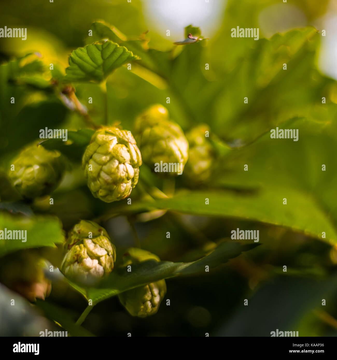 Detail of hop cones in the hop field Stock Photo - Alamy