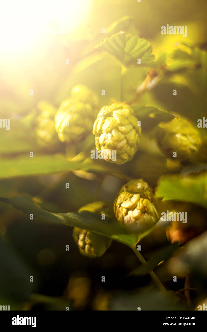 Detail of hop cones in the hop field Stock Photo - Alamy