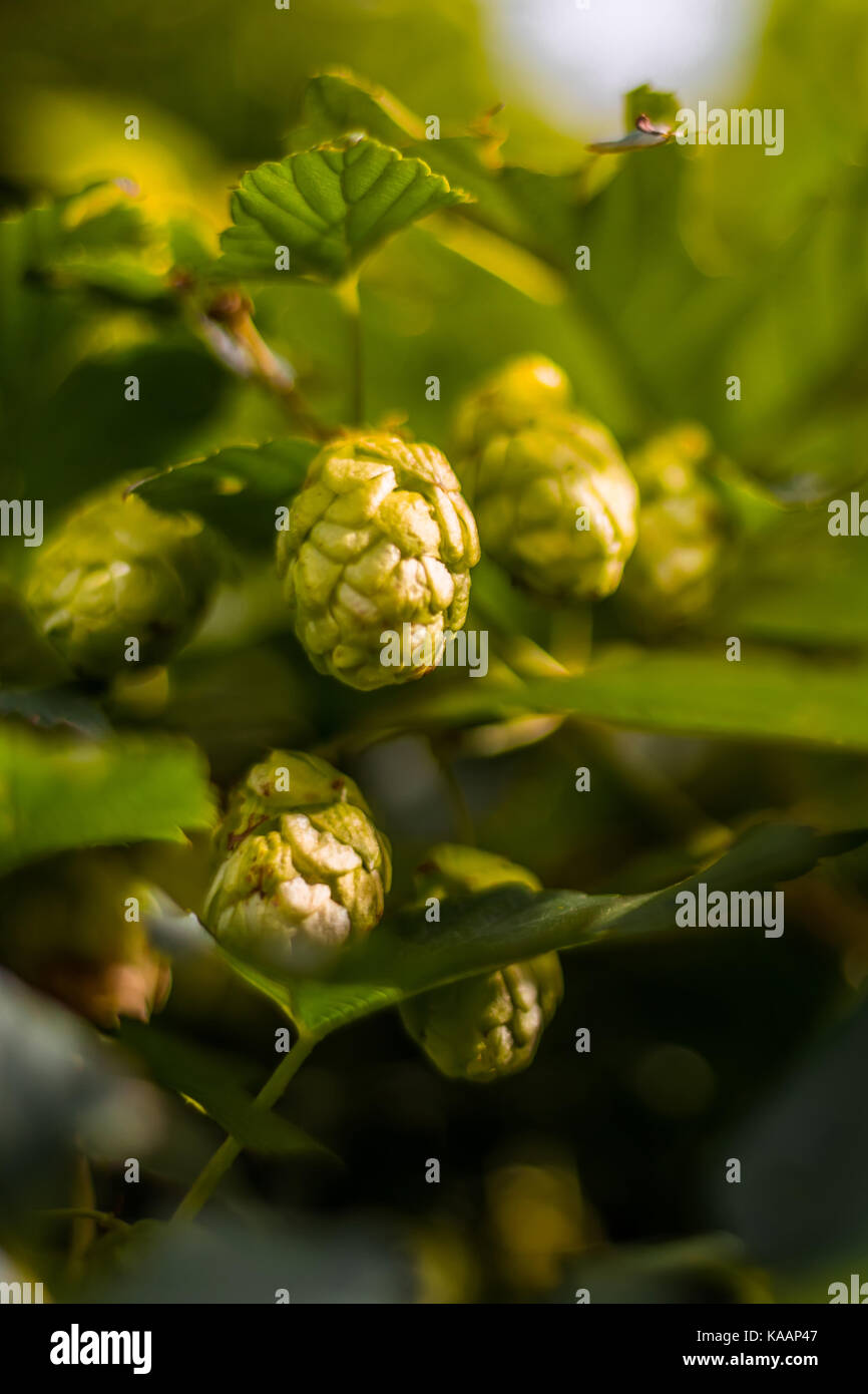Detail of hop cones in the hop field Stock Photo - Alamy