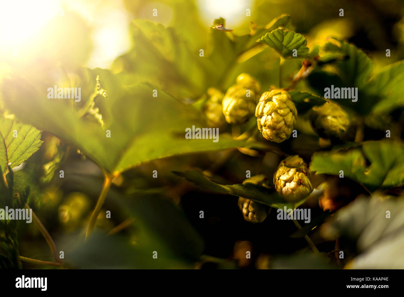 Detail of hop cones in the hop field Stock Photo - Alamy