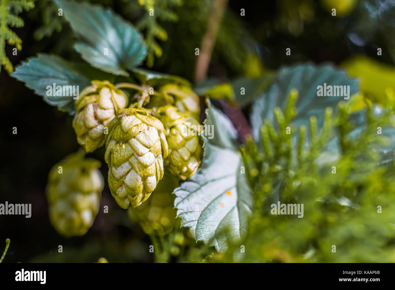 Detail of hop cones in the hop field Stock Photo - Alamy