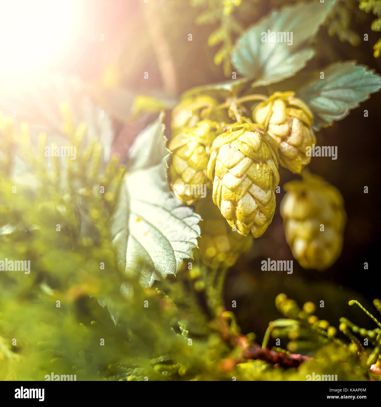 Detail of hop cones in the hop field Stock Photo - Alamy