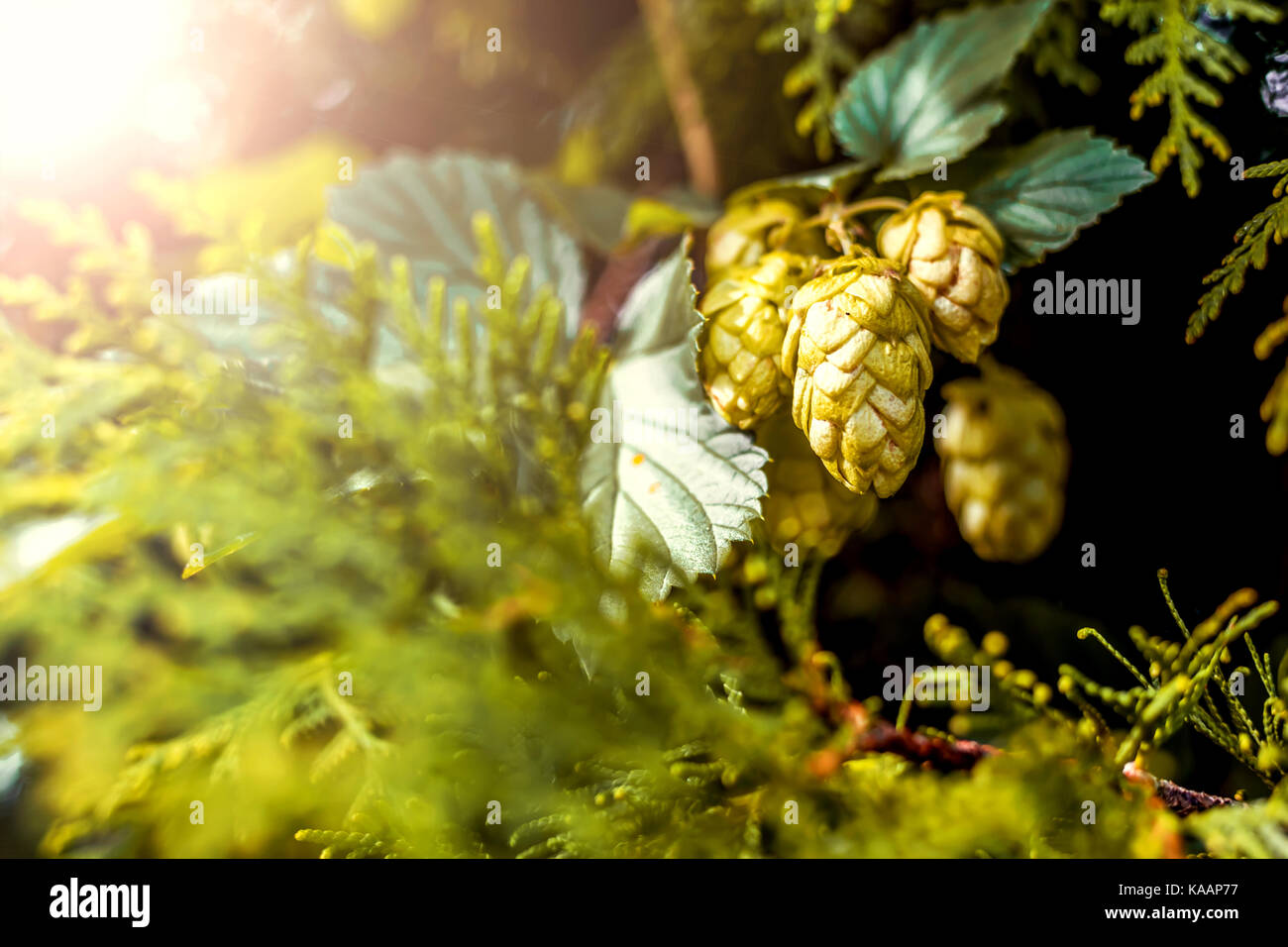 Detail of hop cones in the hop field Stock Photo - Alamy