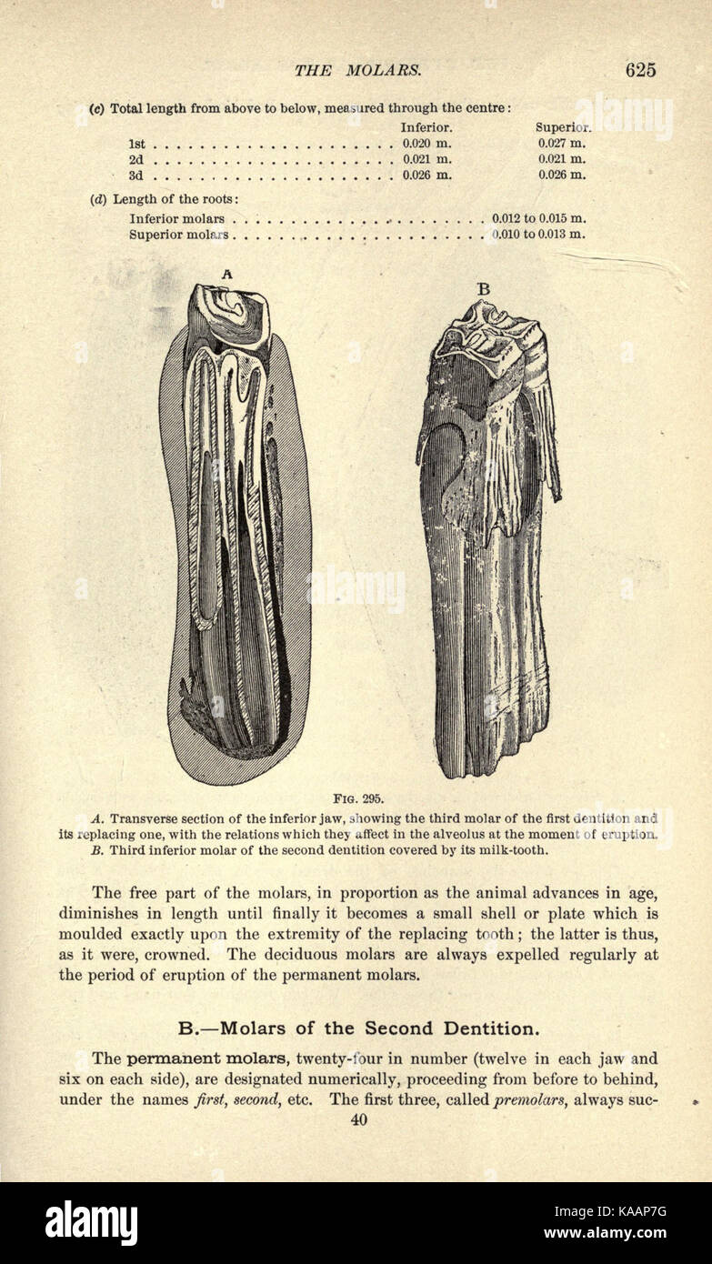 The exterior of the horse (Page 625) BHL21840738 Stock Photo - Alamy