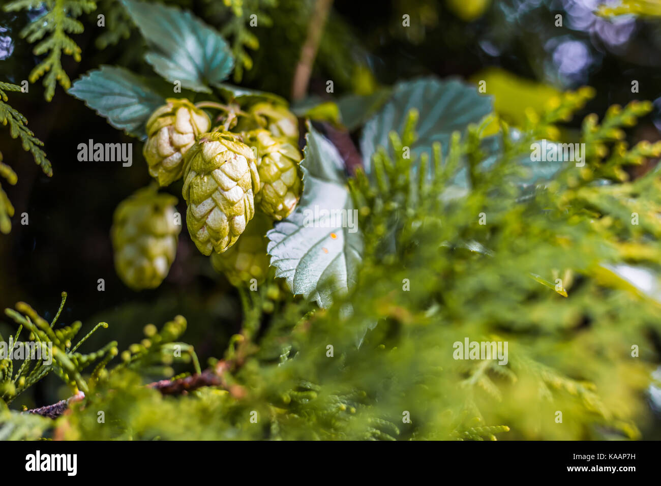 Detail of hop cones in the hop field Stock Photo - Alamy