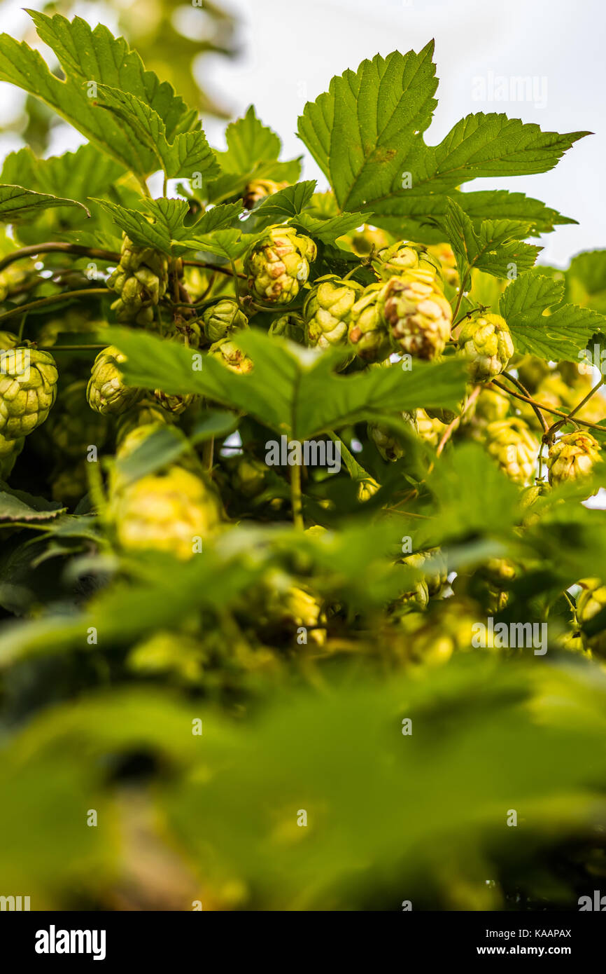 Detail of hop cones in the hop field Stock Photo - Alamy