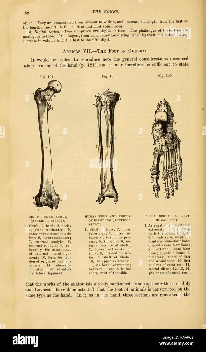 An educational page from 'The Comparative Anatomy of Domesticated ...