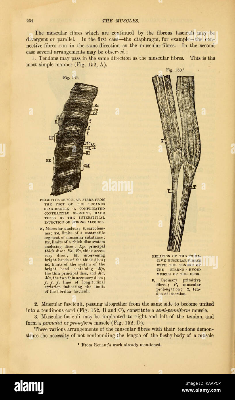 The comparative anatomy of the domesticated animals (Page 234 ...