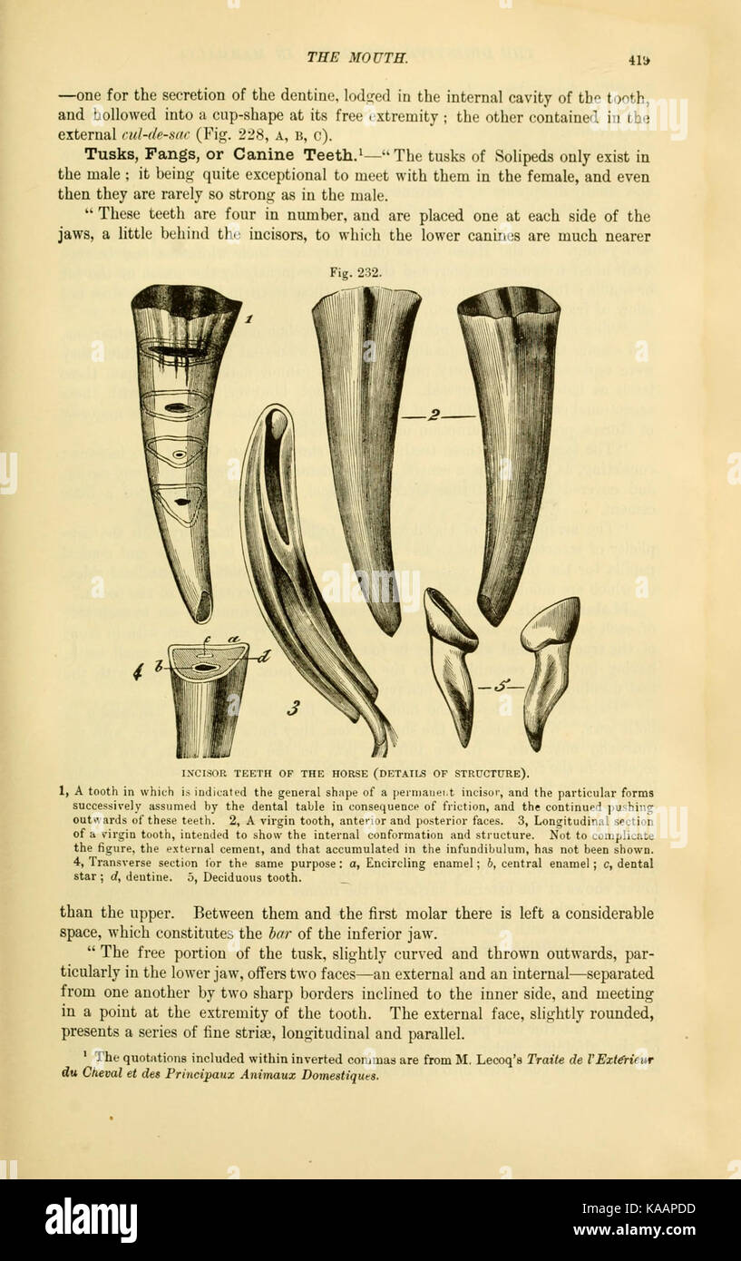This page from 'The Comparative Anatomy of Domesticated Animals ...