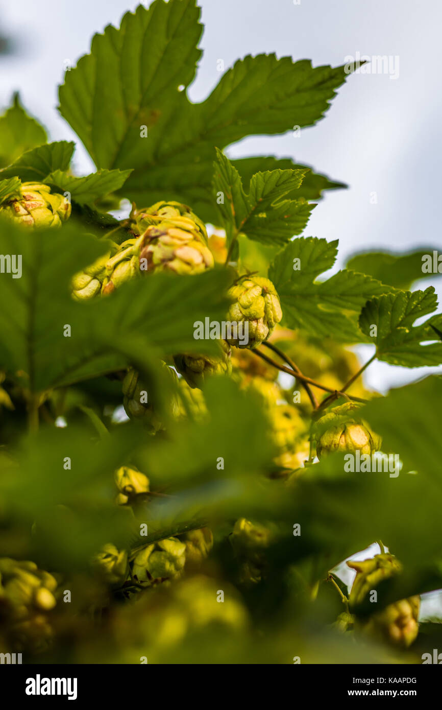 Detail of hop cones in the hop field Stock Photo - Alamy