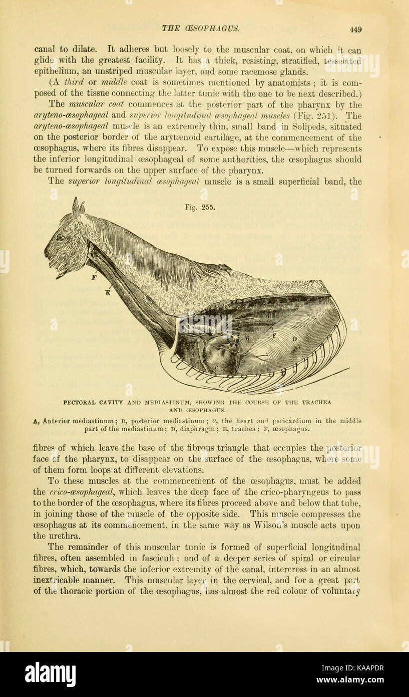 Page 449 of a work on the comparative anatomy of domesticated animals ...