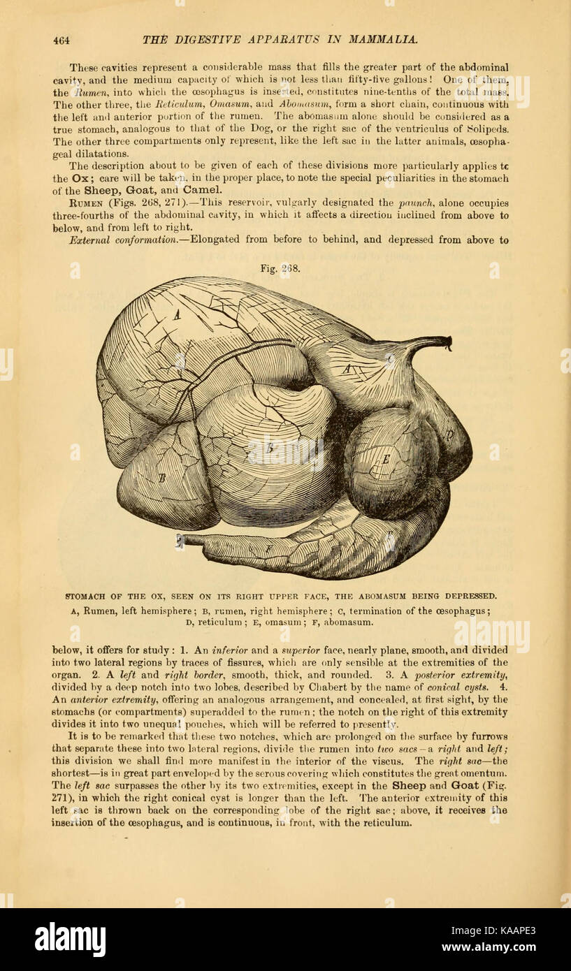 The comparative anatomy of the domesticated animals (Page 464 ...