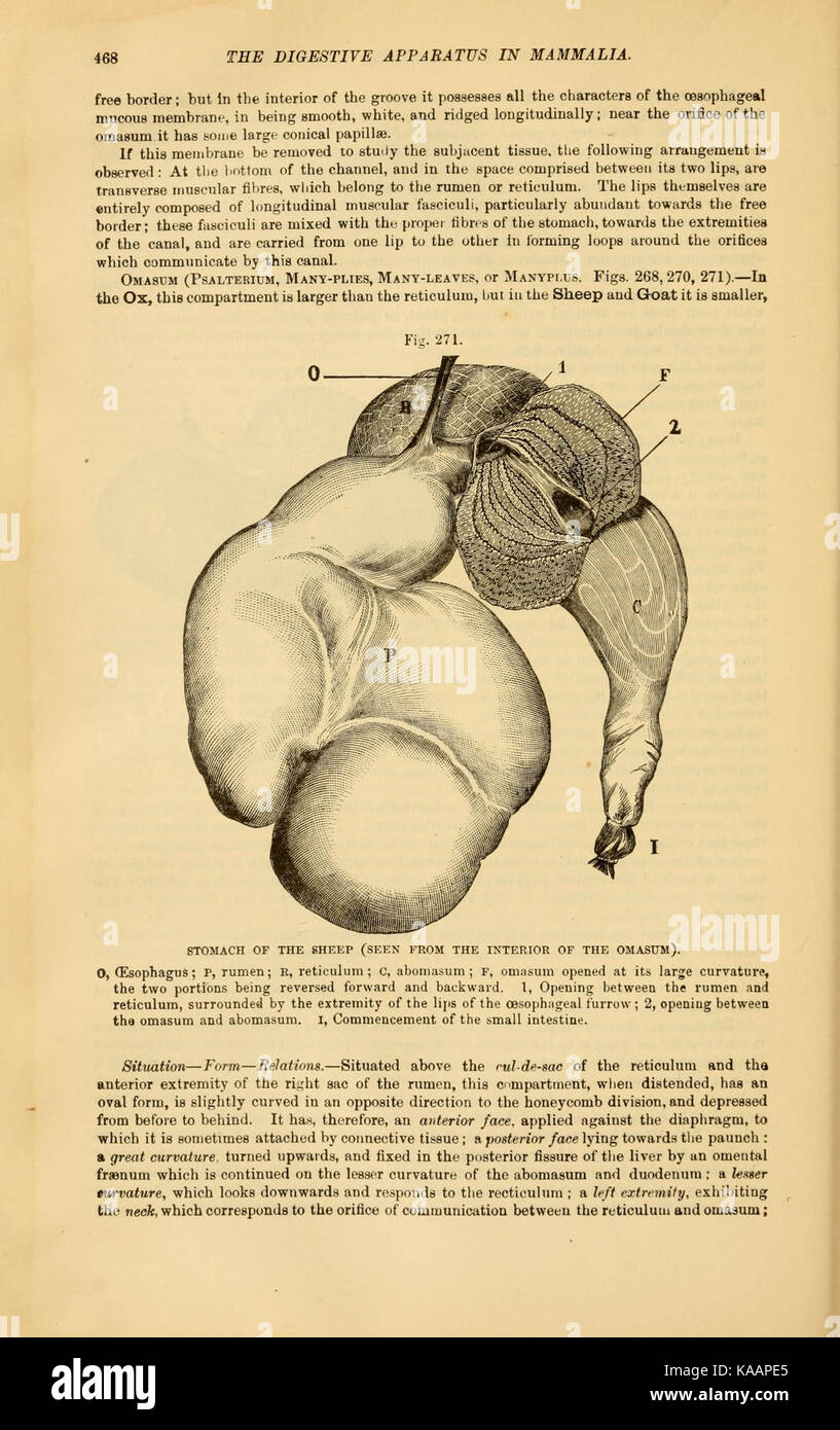This text focuses on the comparative anatomy of domesticated animals ...