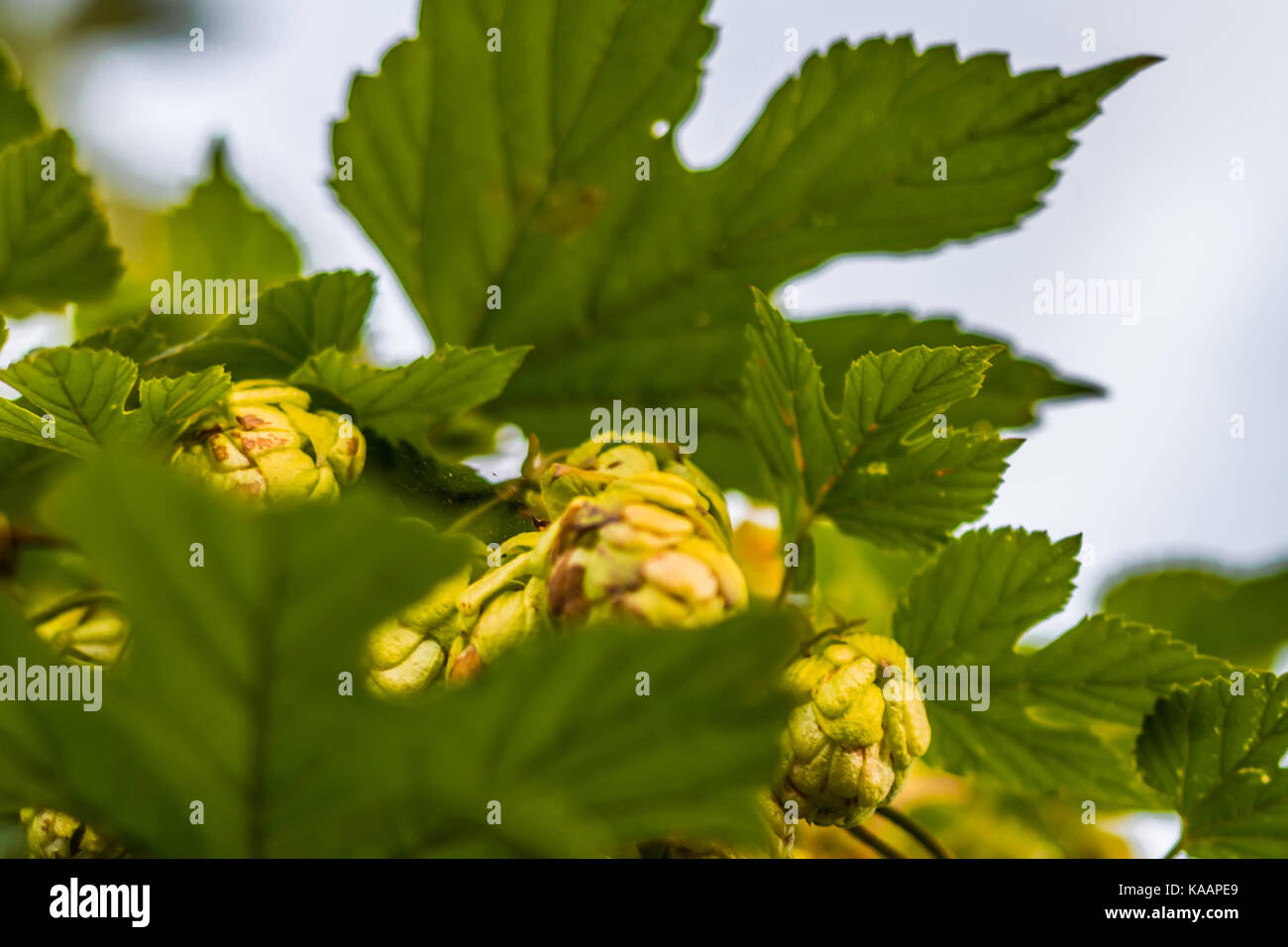 Detail of hop cones in the hop field Stock Photo - Alamy