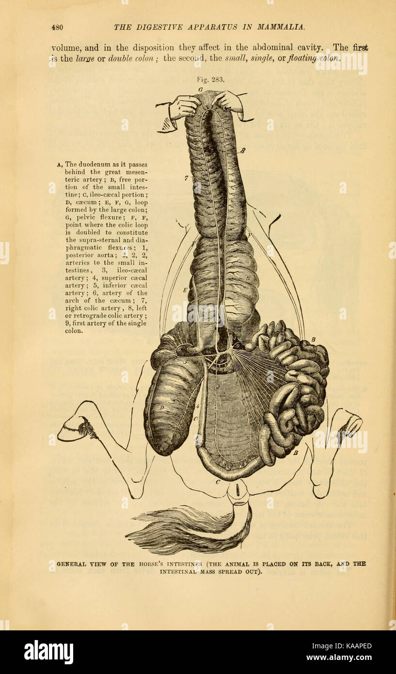 The comparative anatomy of the domesticated animals (Page 480 ...
