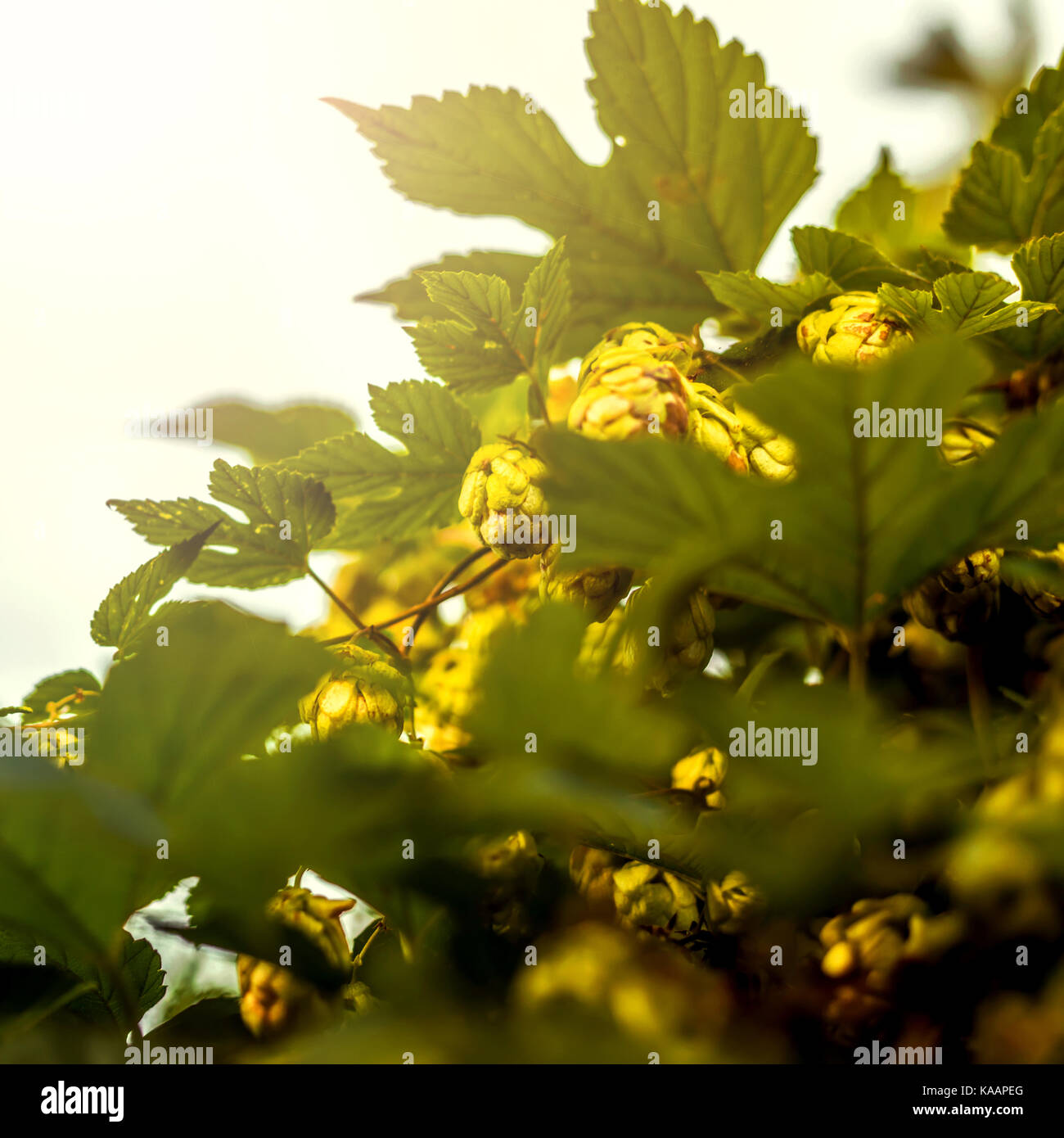 Detail of hop cones in the hop field Stock Photo - Alamy