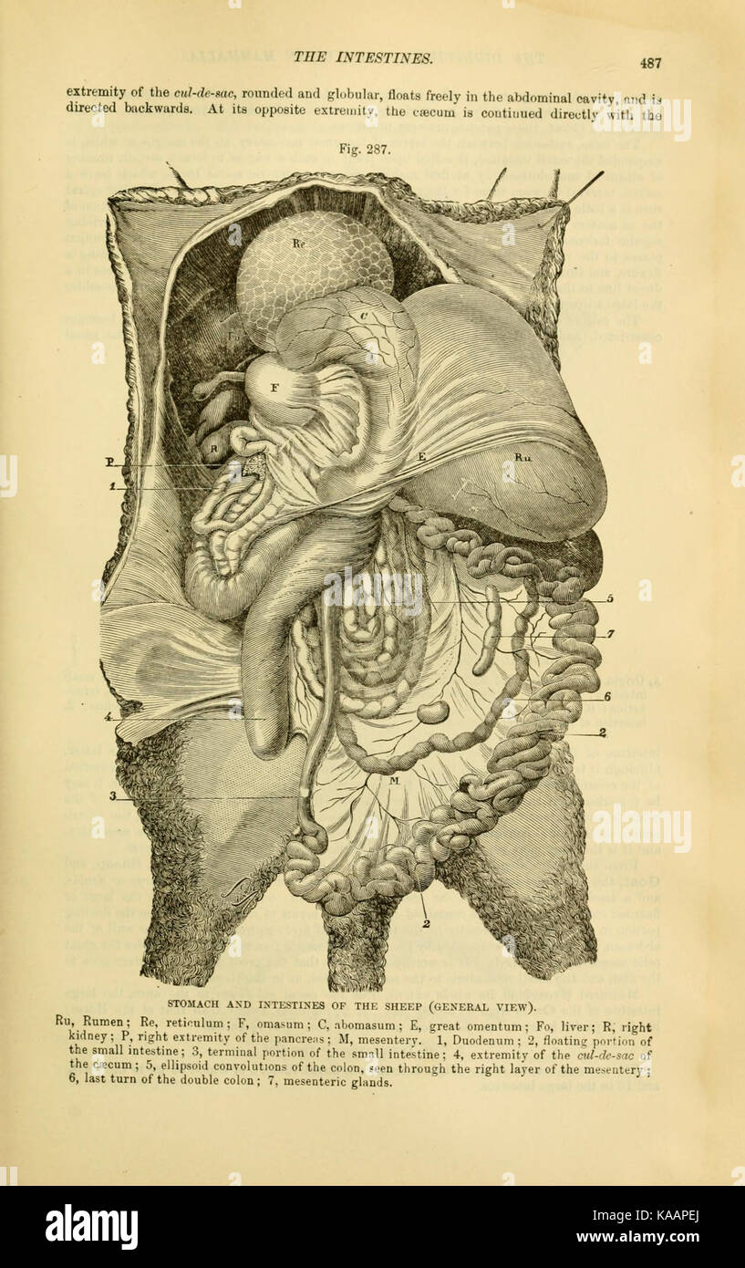 A detailed illustration from 'The Comparative Anatomy of the ...