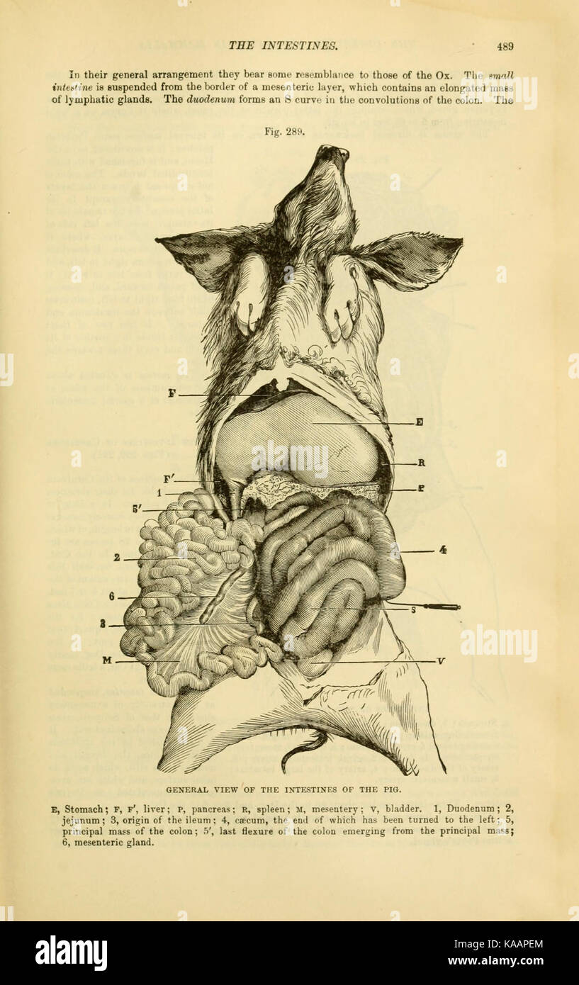 The comparative anatomy of the domesticated animals (Page 489 ...