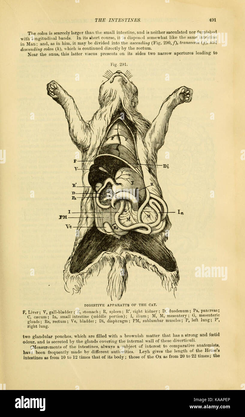 The comparative anatomy of the domesticated animals (Page 491 ...