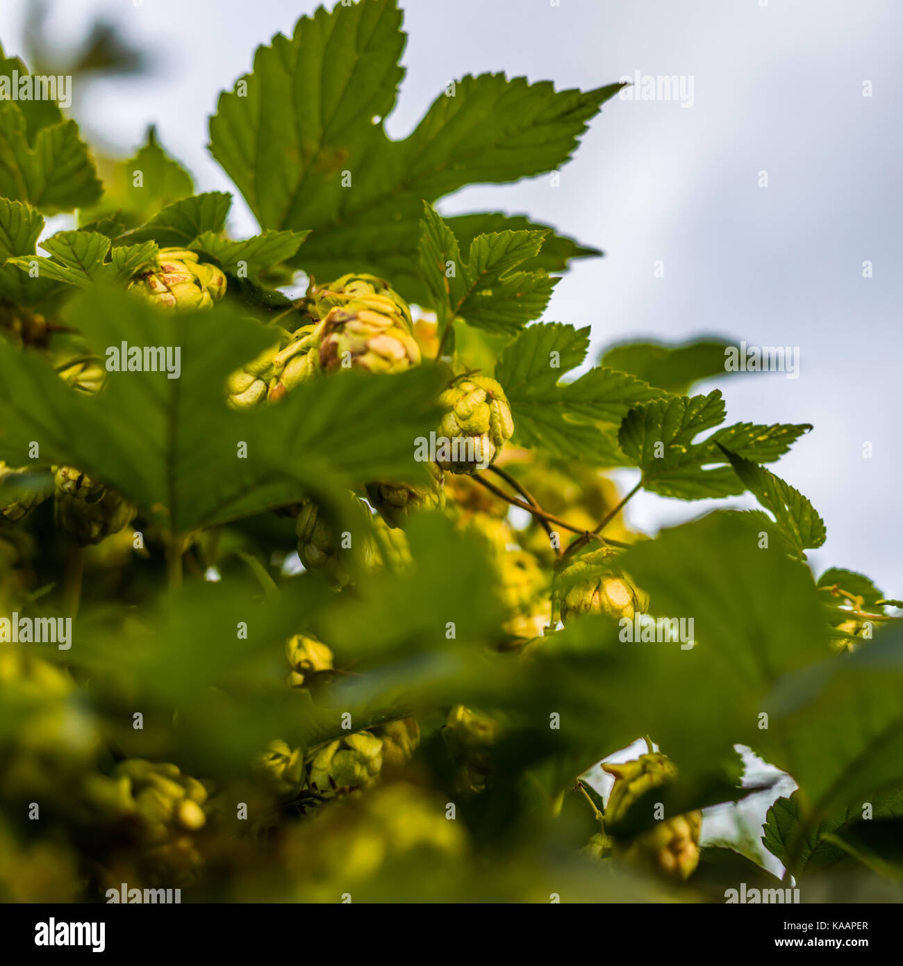 Detail of hop cones in the hop field Stock Photo - Alamy