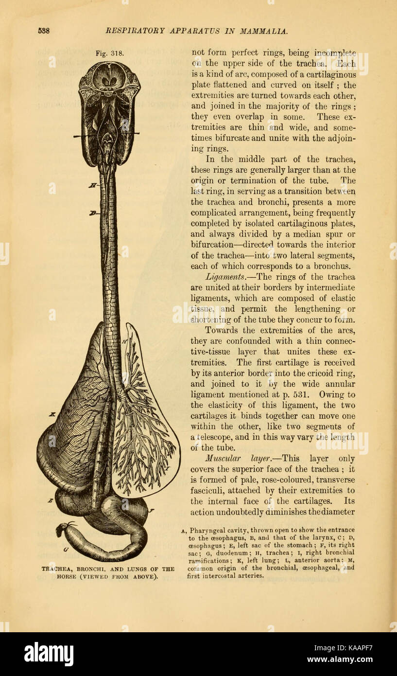 This page from 'The Comparative Anatomy of the Domesticated Animals ...