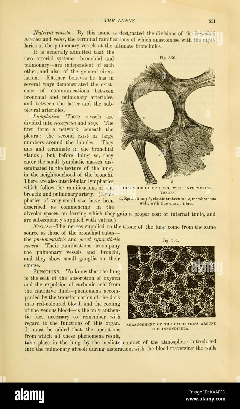 An illustration from 'The Comparative Anatomy of the Domesticated ...