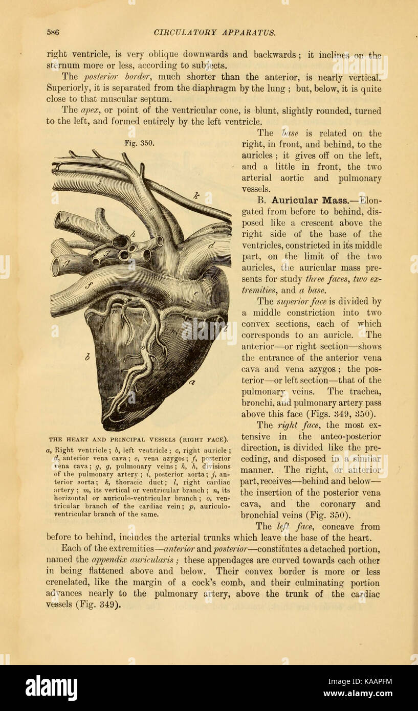 An illustration from 'The Comparative Anatomy of the Domesticated ...