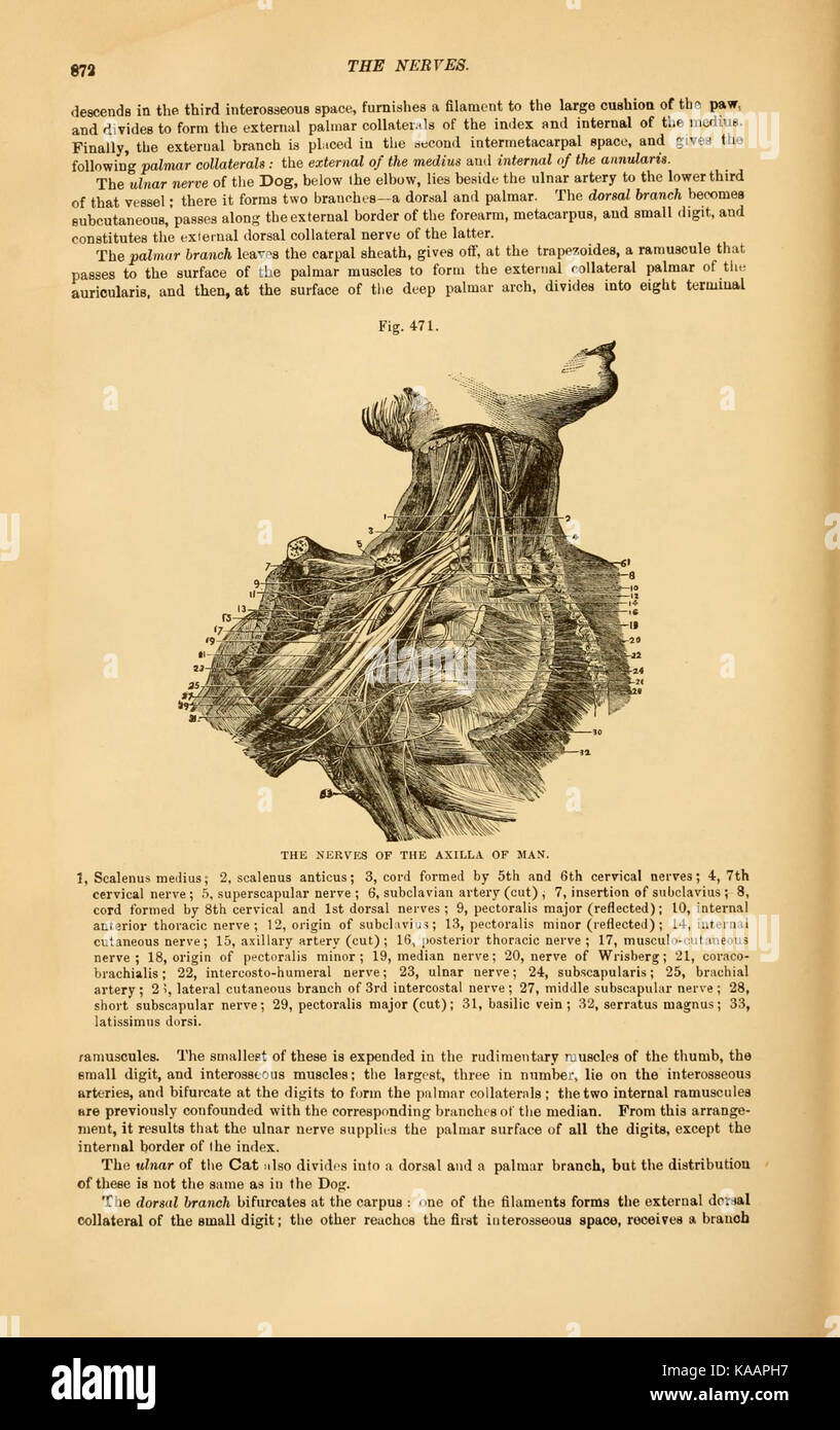 This page from 'The Comparative Anatomy of the Domesticated Animals ...
