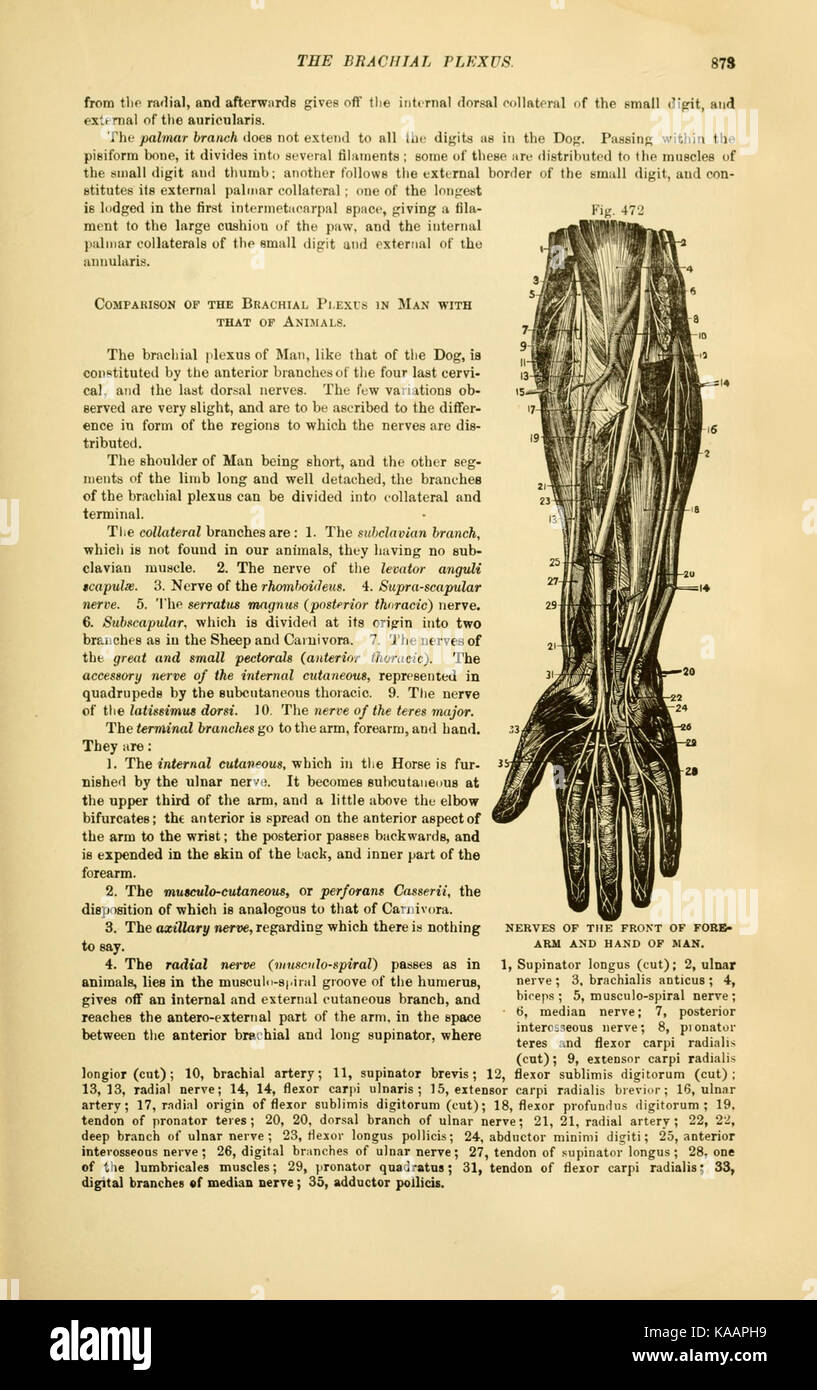 The comparative anatomy of the domesticated animals (Page 873 ...