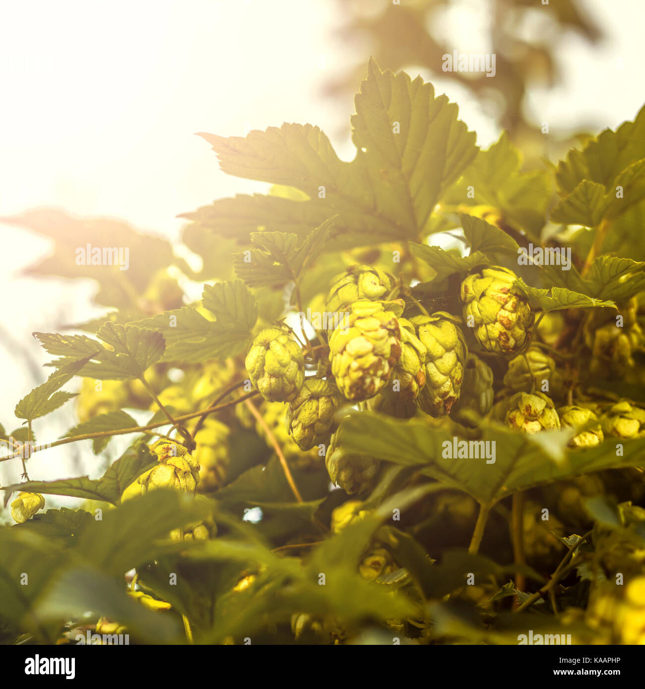 Detail of hop cones in the hop field Stock Photo - Alamy
