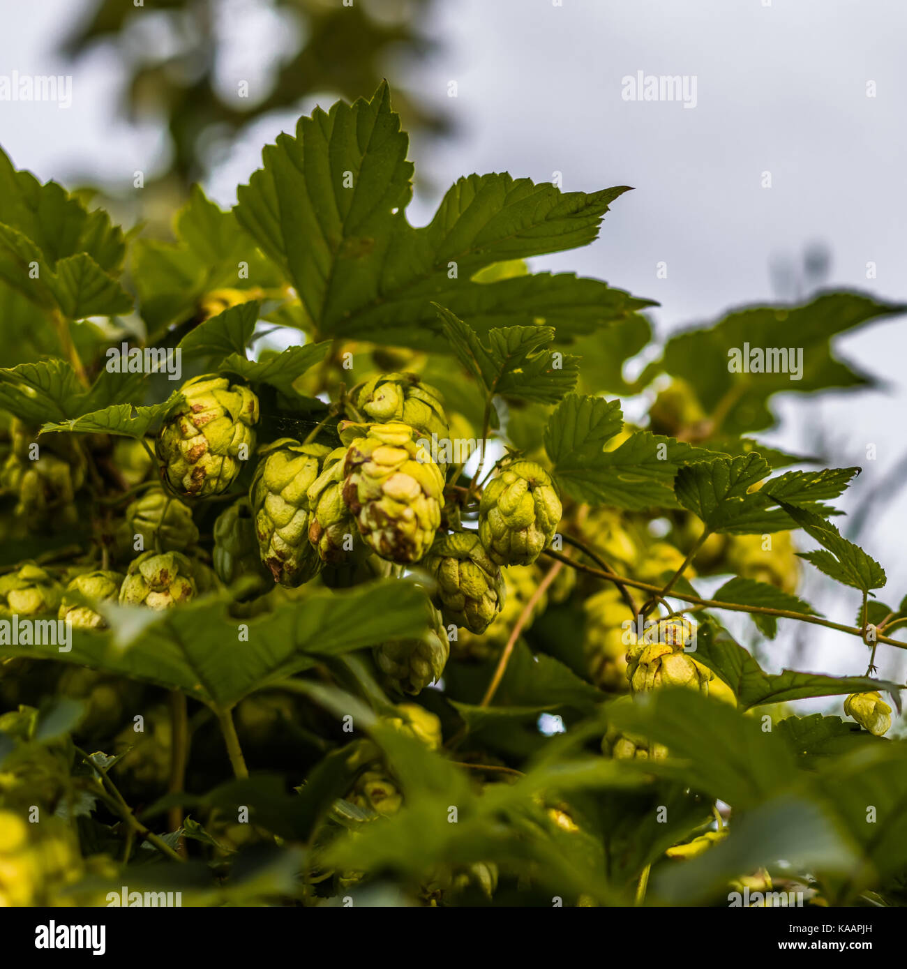 Detail of hop cones in the hop field Stock Photo - Alamy