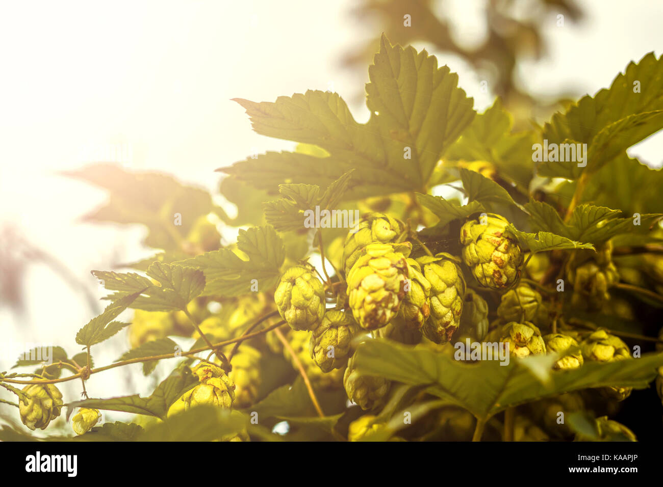 Detail of hop cones in the hop field Stock Photo - Alamy