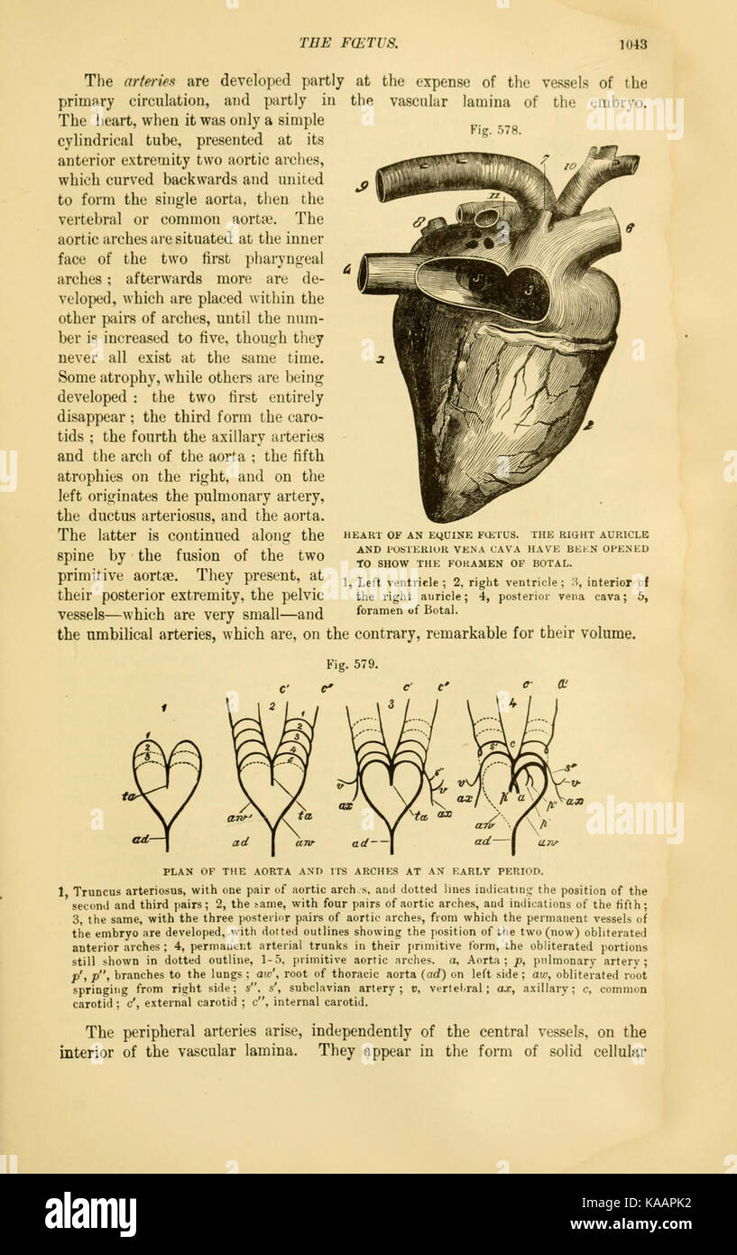 This illustration from *The Comparative Anatomy of the Domesticated ...