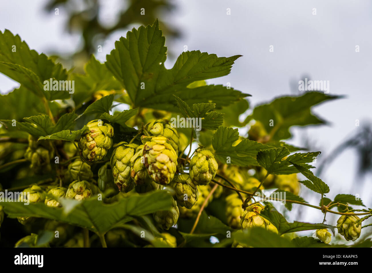 Detail of hop cones in the hop field Stock Photo - Alamy