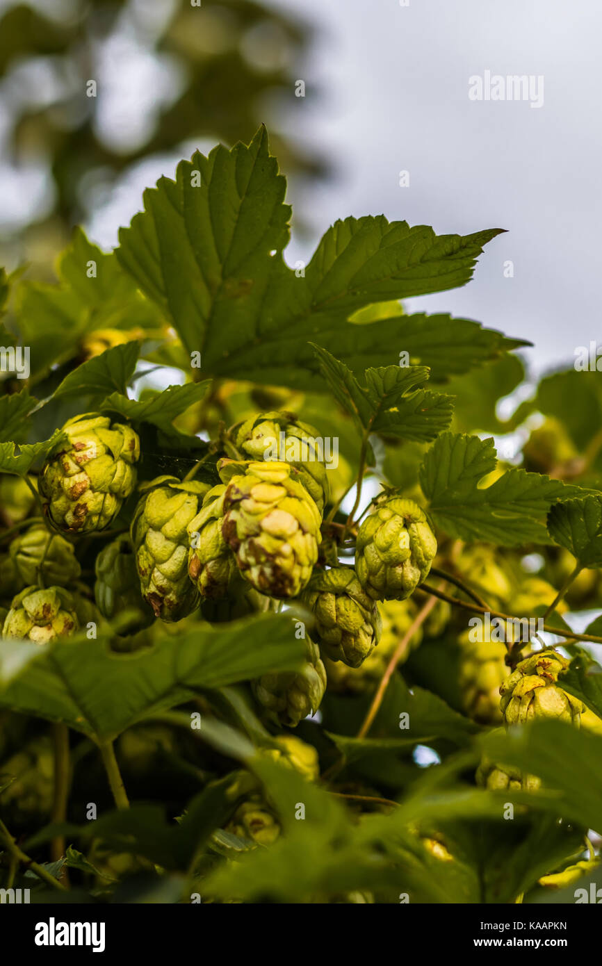 Detail of hop cones in the hop field Stock Photo - Alamy