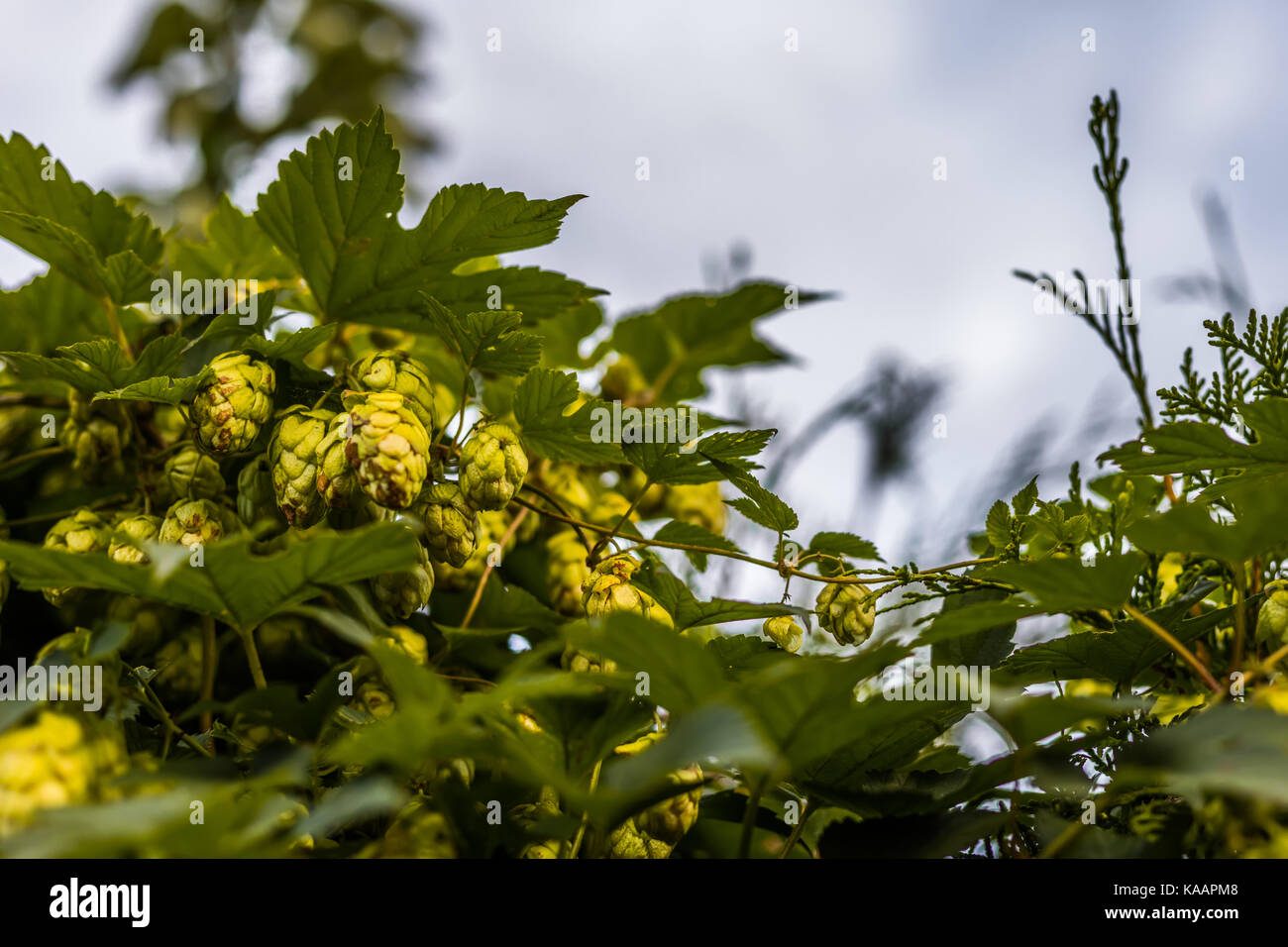 Detail of hop cones in the hop field Stock Photo - Alamy