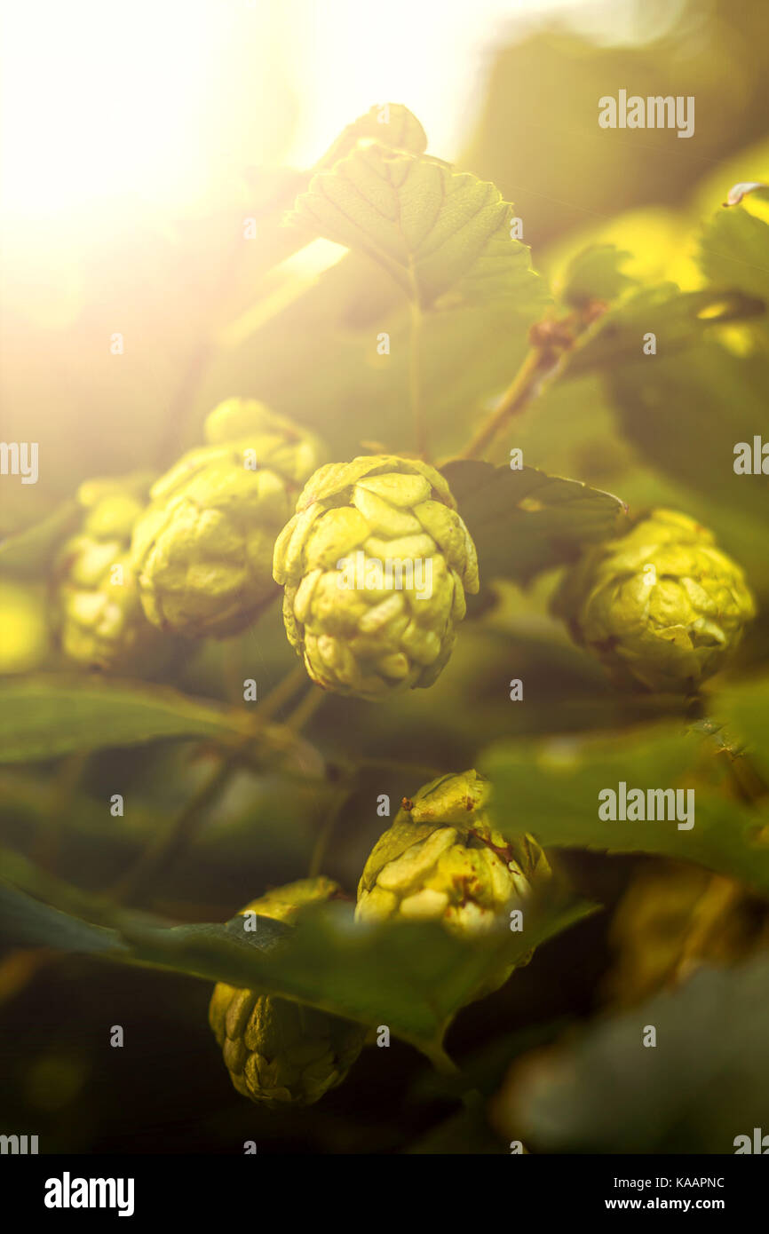 Detail of hop cones in the hop field Stock Photo - Alamy