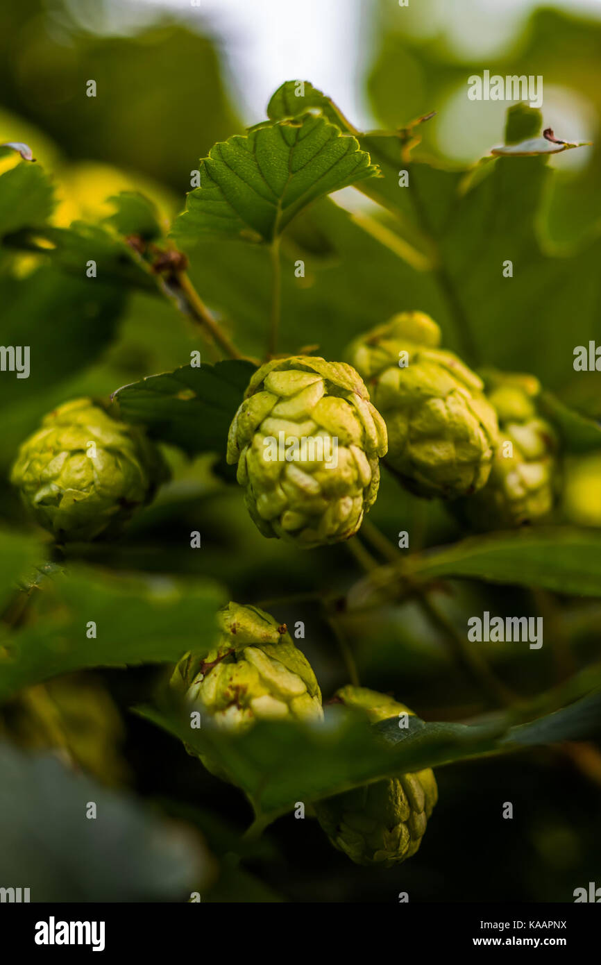 Detail of hop cones in the hop field Stock Photo - Alamy