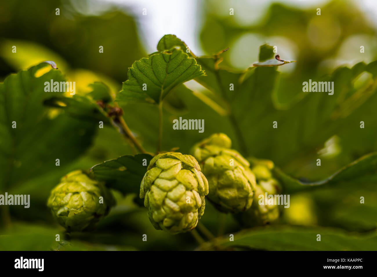Detail of hop cones in the hop field Stock Photo - Alamy