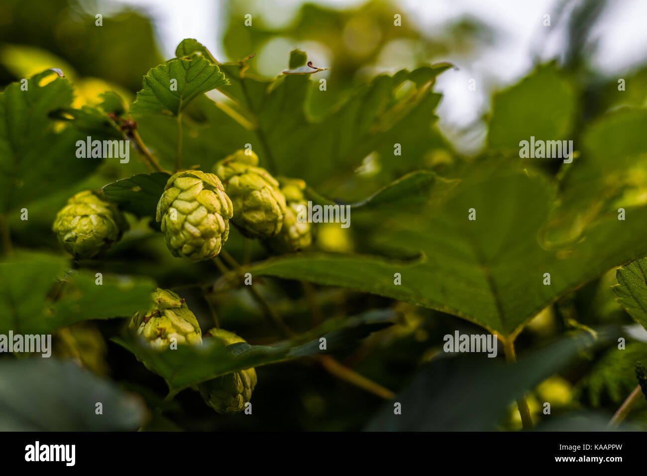 Detail of hop cones in the hop field Stock Photo - Alamy