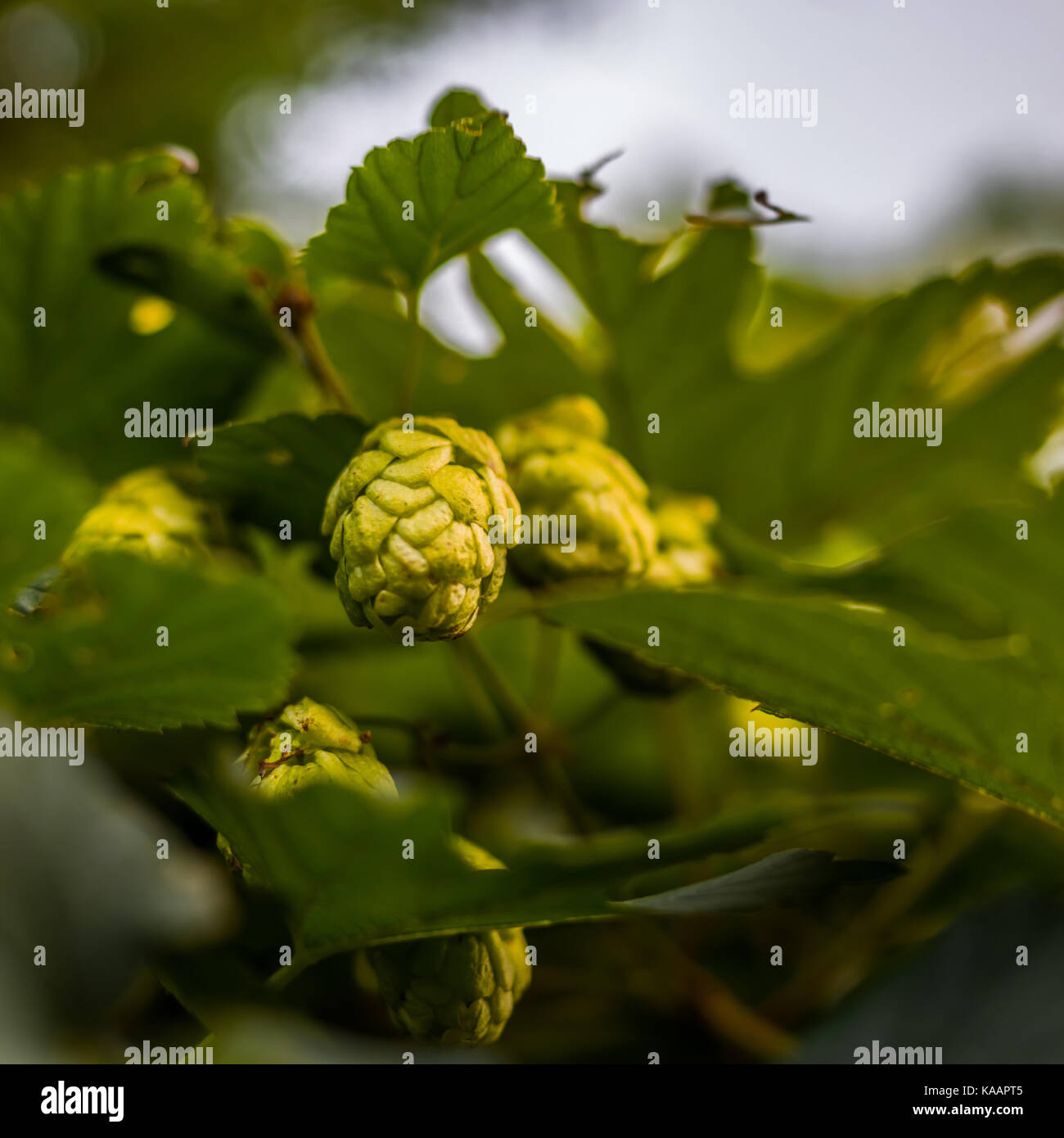 Detail of hop cones in the hop field Stock Photo - Alamy