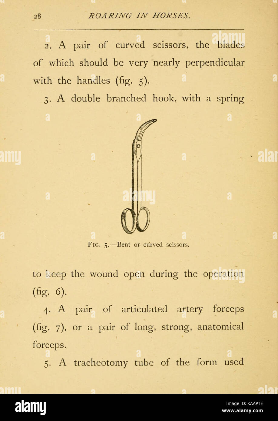 Roaring in horses (Page 28) BHL23567164 Stock Photo - Alamy