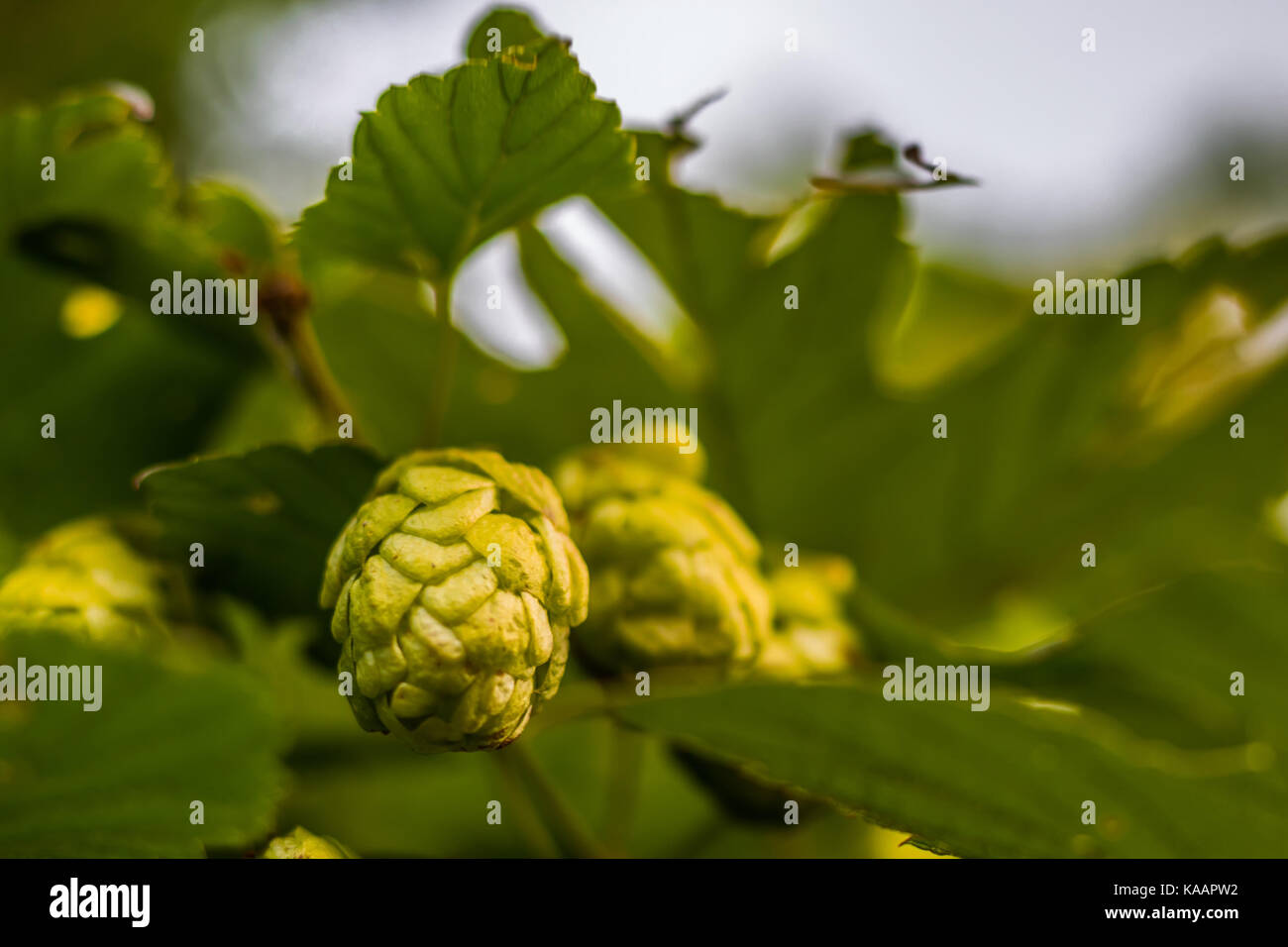 Detail of hop cones in the hop field Stock Photo - Alamy