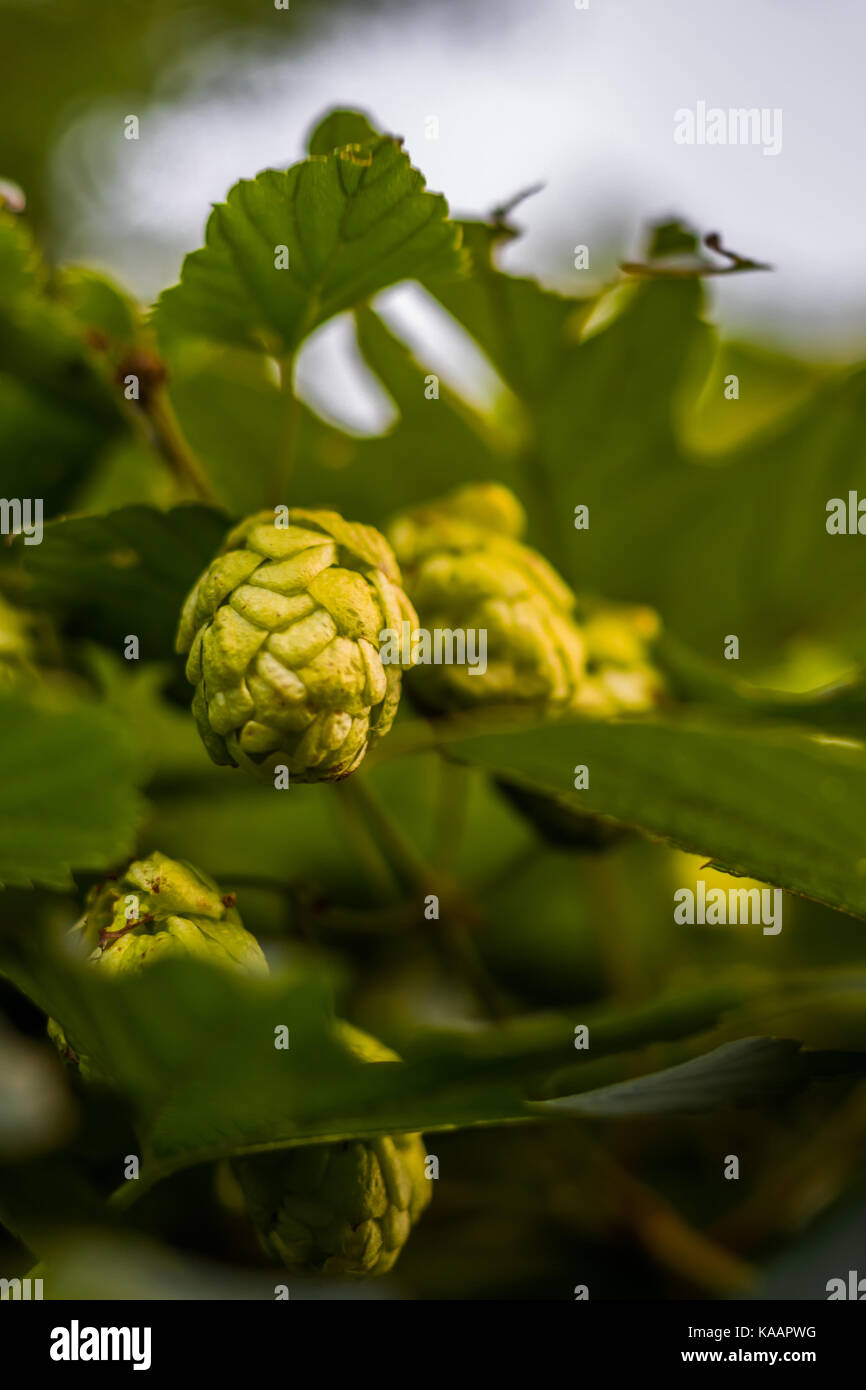 Detail of hop cones in the hop field Stock Photo - Alamy