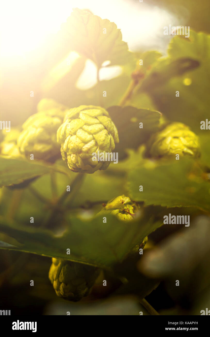 Detail of hop cones in the hop field Stock Photo - Alamy